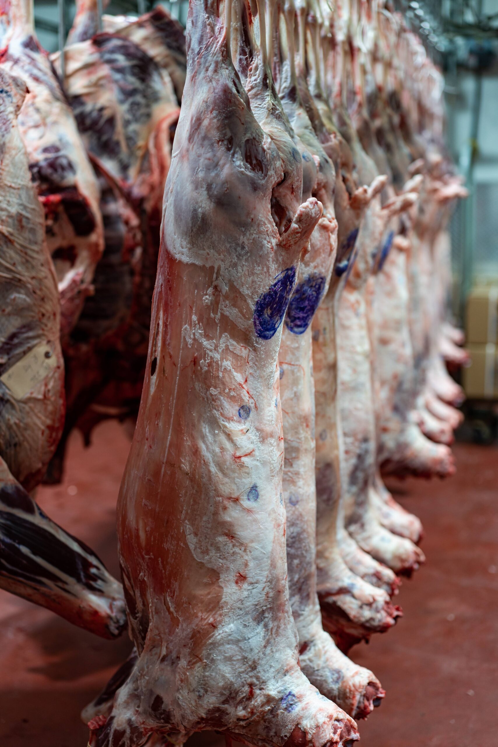 Gallery - #1 Best Finest Halal Meat Provider